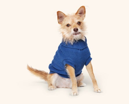 How To Order Prescription | Fetch Pet Rx Trusted Pet Pharamcy