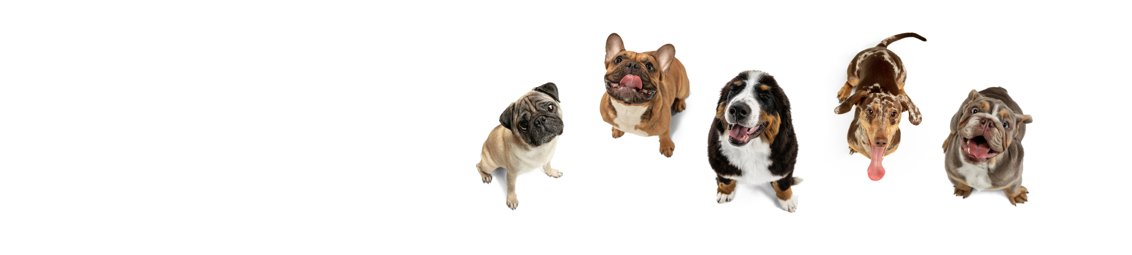 Using Your Fetch Pet Rx Account